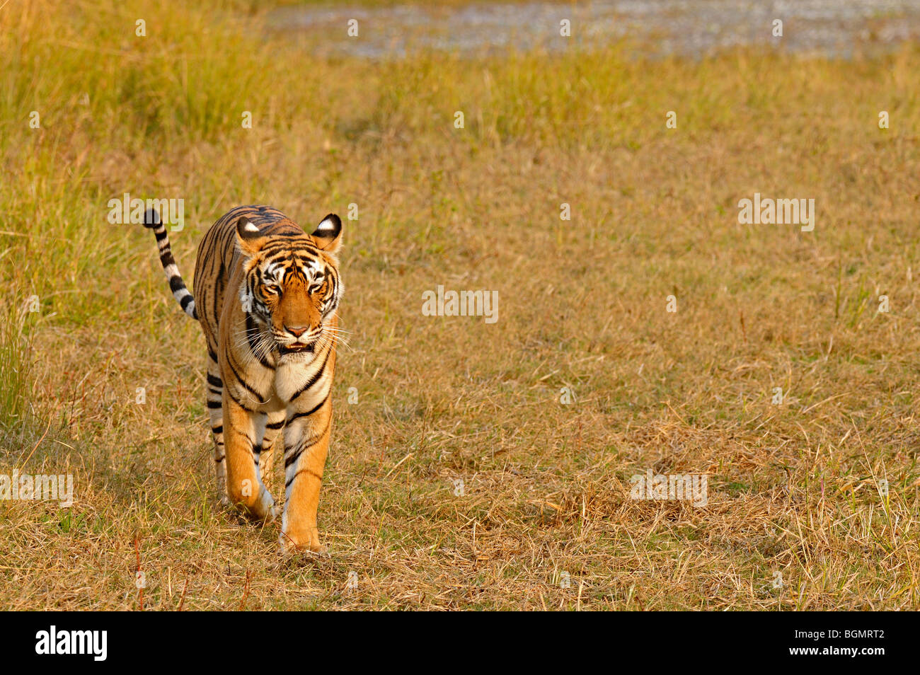 Tiger in the dry grasses of Ranthambore tiger reserve Stock Photo - Alamy