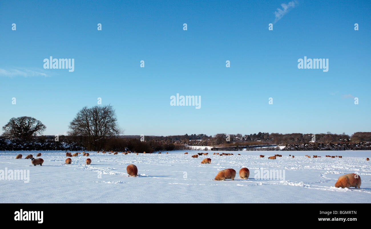 Sheep digging for grass in snow hi-res stock photography and images - Alamy
