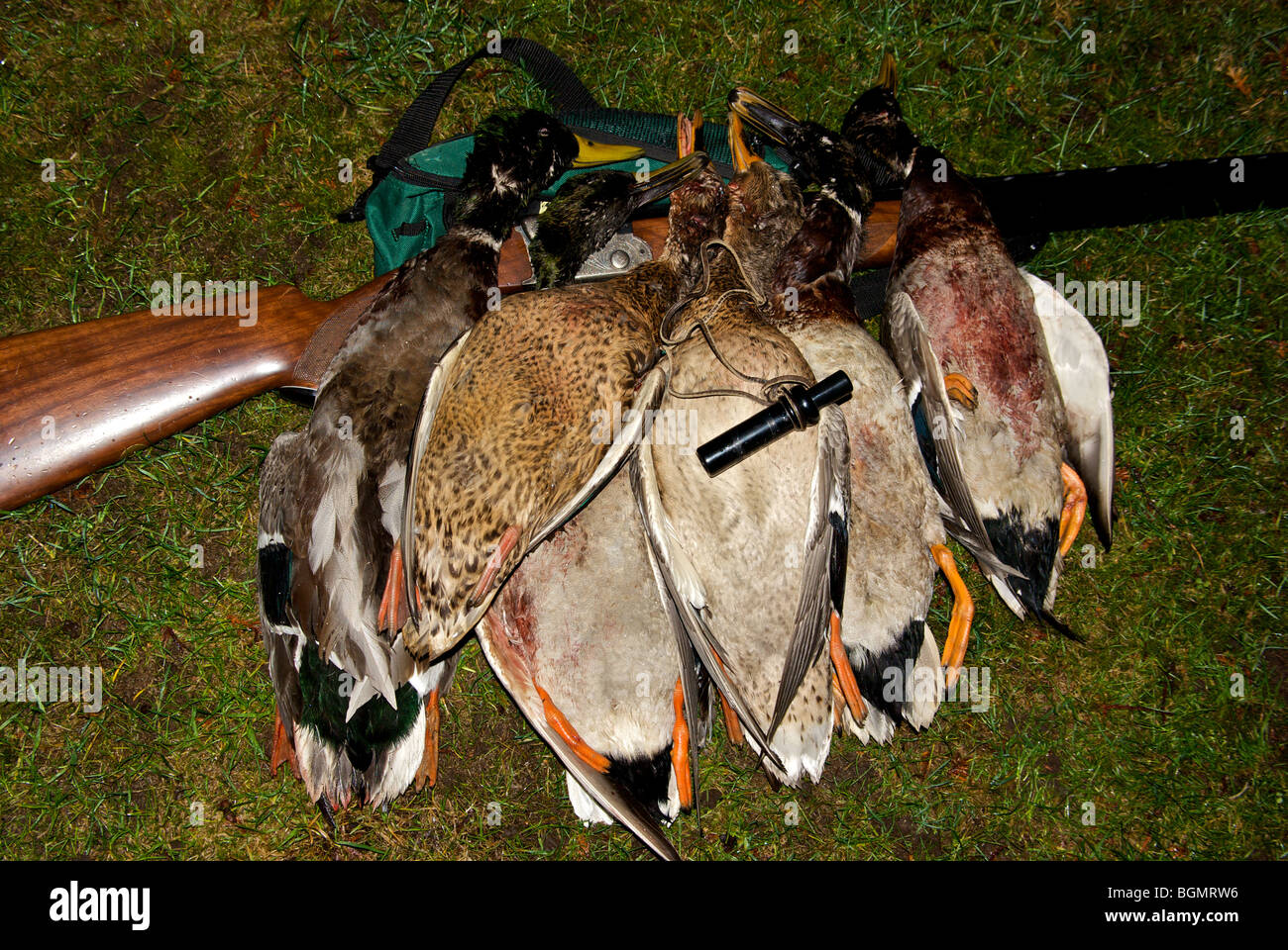 Dead wild birds hi-res stock photography and images - Alamy