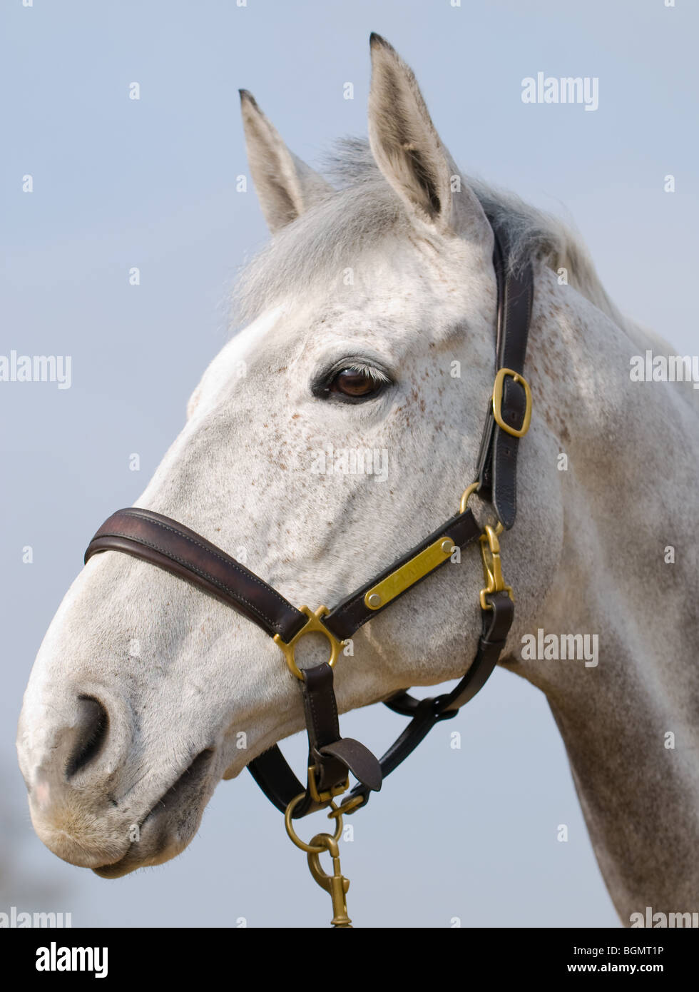 Grey Horse Face