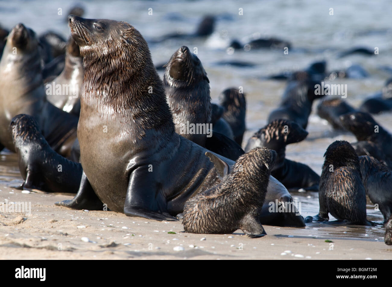 Cape fur seals on the Namibian coast Stock Photo - Alamy