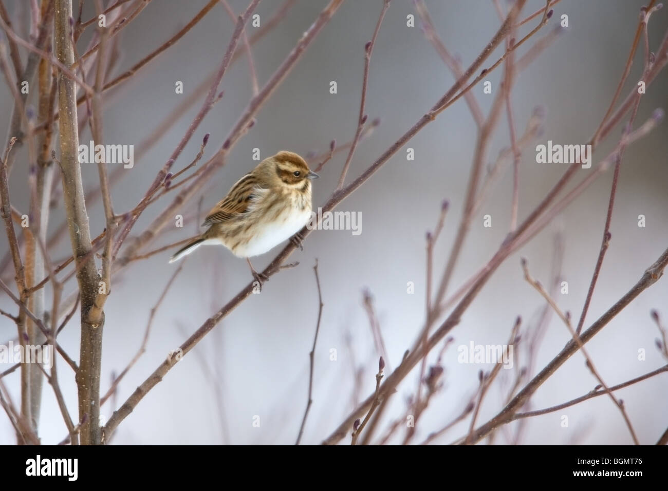 Reed Bunting Emberiza schoeniclus adult female perched in a Willow tree ...