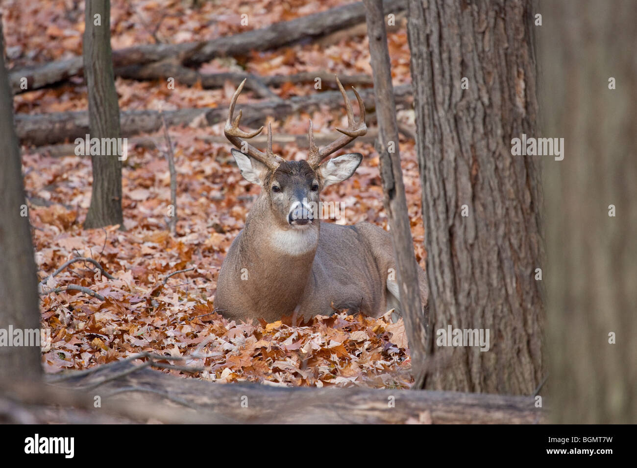 Whitetail deer buck bedded down in the woods Stock Photo - Alamy