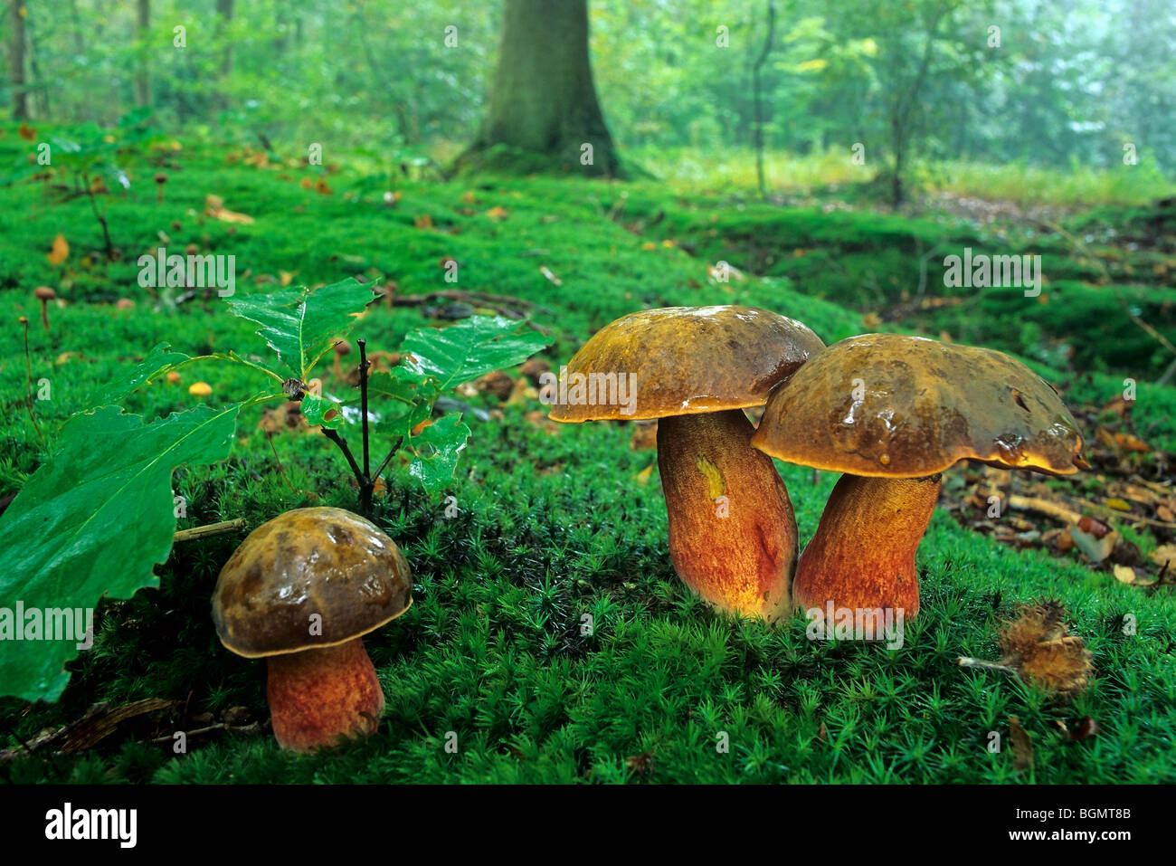 Dotted stem bolete / scarlatina bolete (Boletus erythropus / Boletus ...