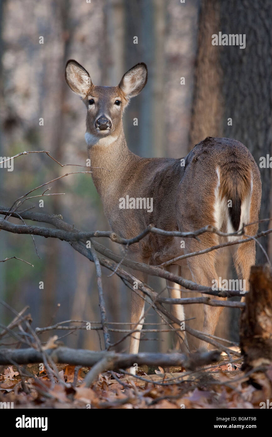 Female whitetail deer hi-res stock photography and images - Alamy
