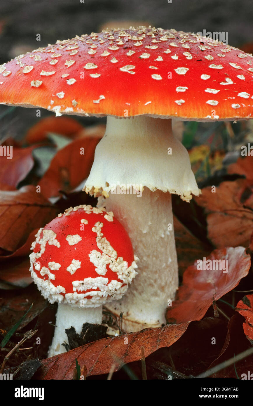 Fly agaric / fly amanita (Amanita muscaria) mushrooms in different ...