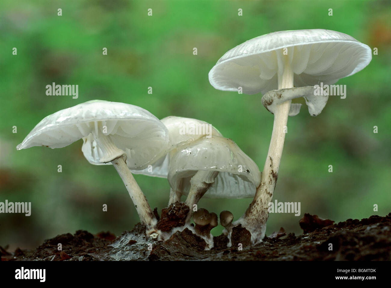 Porcelain mushroom (Oudemansiella mucida Stock Photo - Alamy