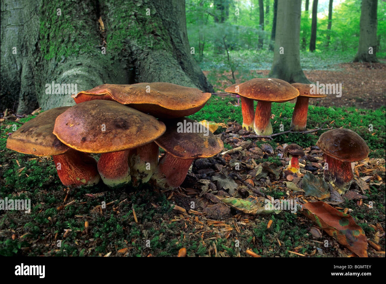 Dotted stem bolete / scarlatina bolete (Boletus erythropus / Boletus ...