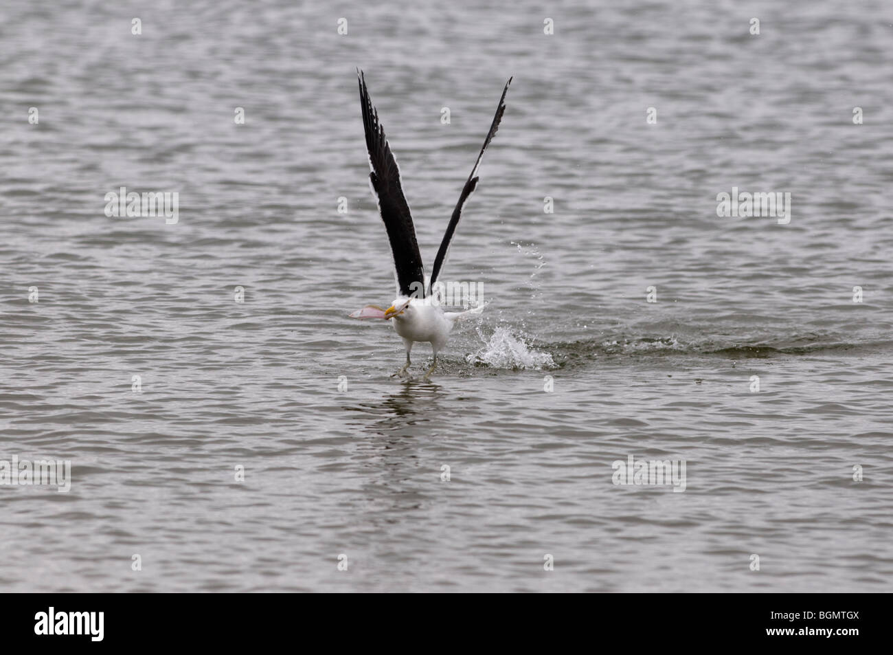 gull catching a small fish, Walvis Bay, Namibia Stock Photo - Alamy