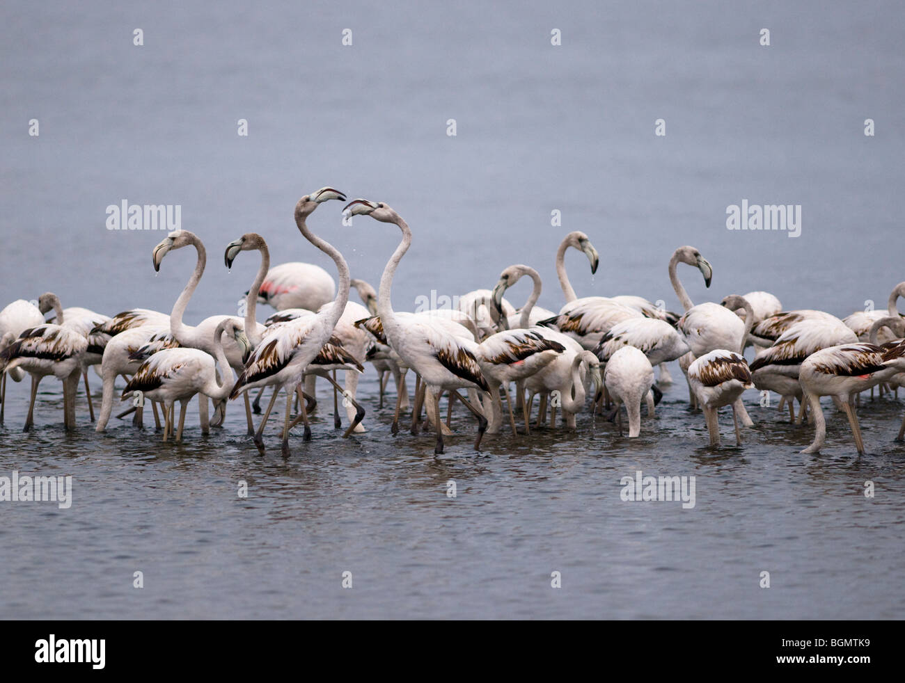 Flamingos in the lagoon at Walvis Bay, Namibia Stock Photo - Alamy