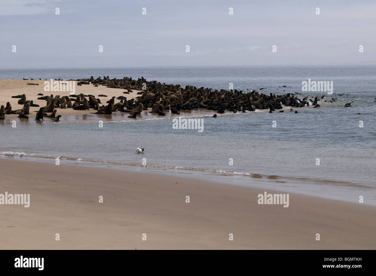 Cape namibia hi-res stock photography and images - Alamy