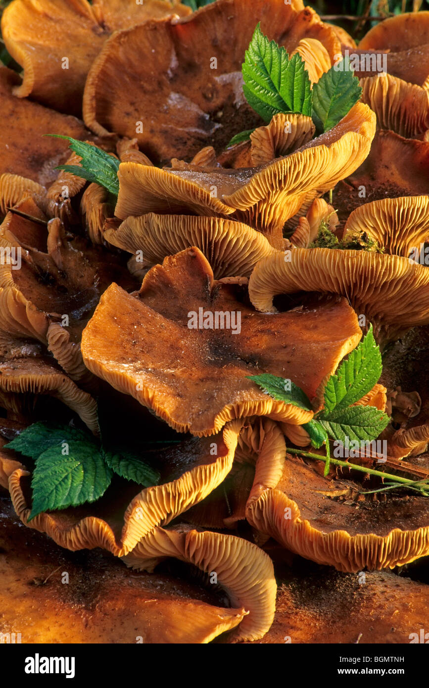 Dark honey fungus armillaria solidipes hi-res stock photography and ...
