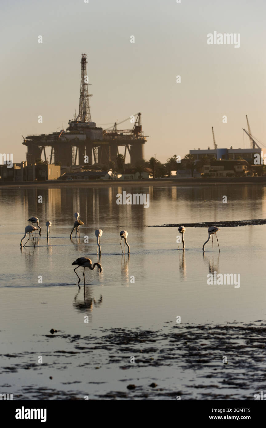 Oil rig sea birds hi-res stock photography and images - Alamy
