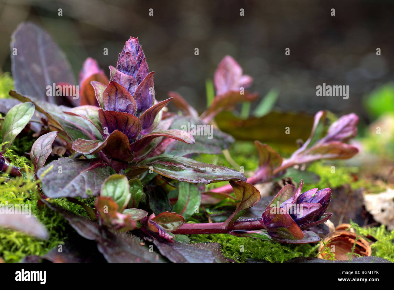 Carpet bugleweed, Common bugleweed (Ajuga reptans), Belgium Stock Photo ...