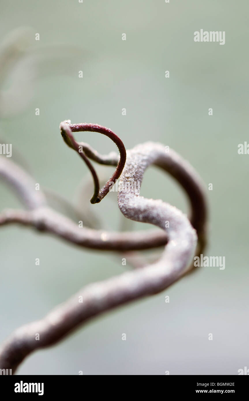 Corkscrew or Contorted Hazel Stems with frost Stock Photo - Alamy