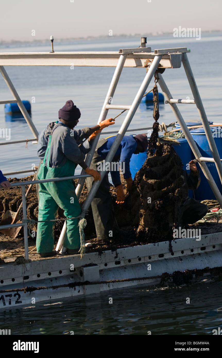 Oyster farming in Walvis bay, Namibia Stock Photo - Alamy