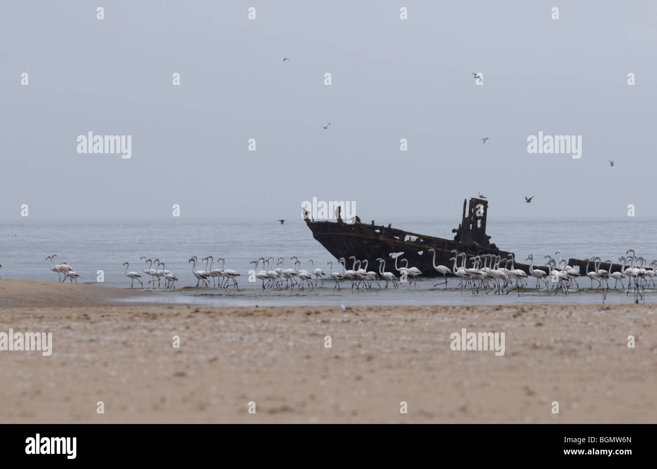 Namibia walvis bay flamingo hi-res stock photography and images - Alamy