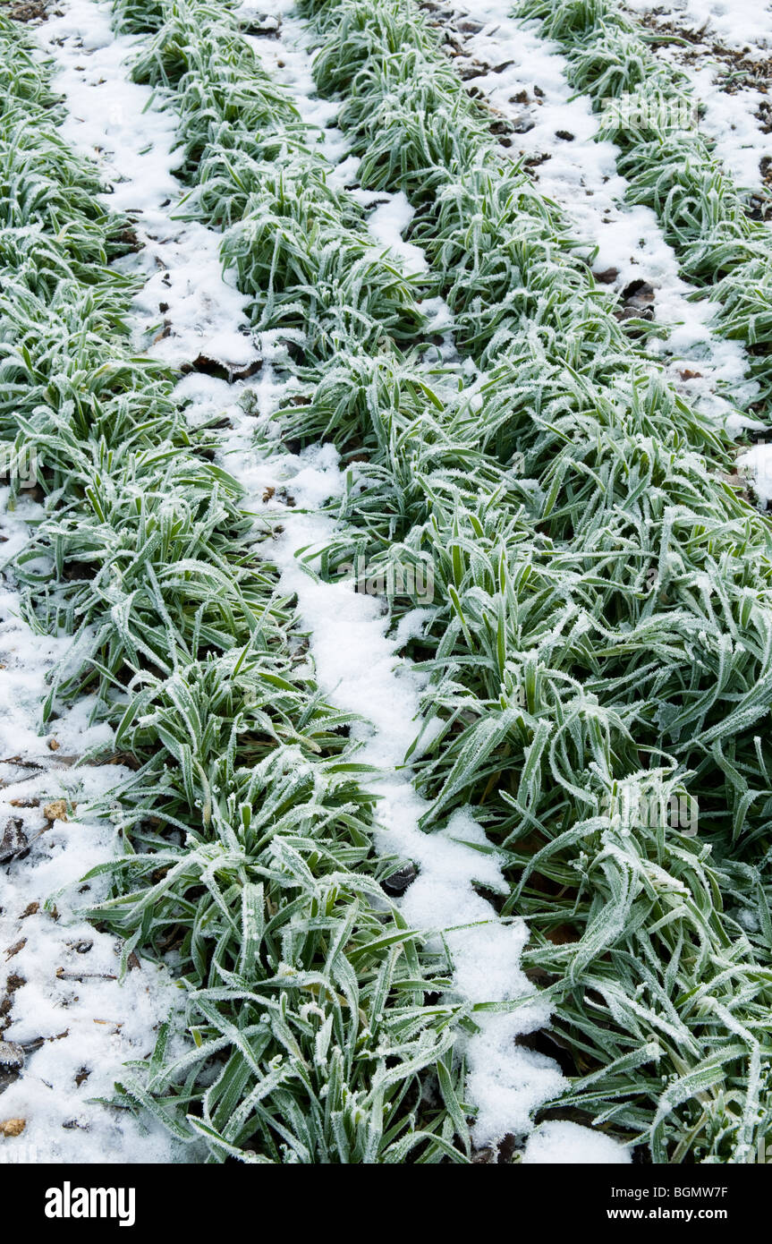 Hungarian Grazing Rye sown as a green manure to improve soil fertility ...