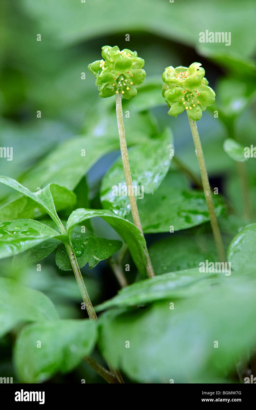 Moschatel hi-res stock photography and images - Alamy