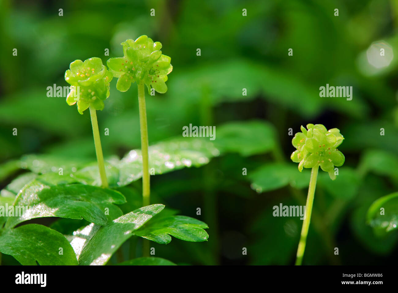 Moschatel (Adoxa moschatellina), Europe Stock Photo - Alamy