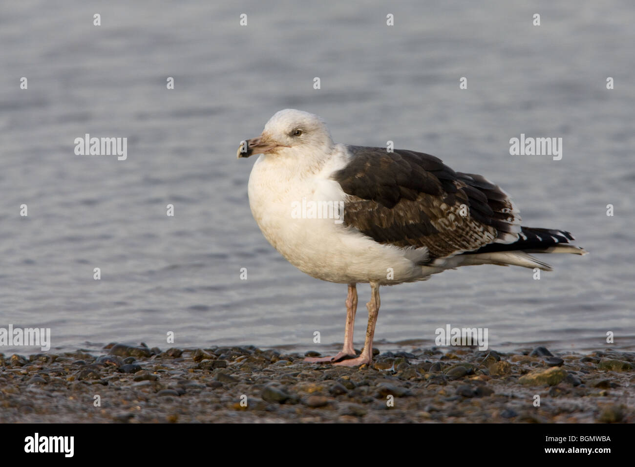 Larus marinus seagull standing hi-res stock photography and images - Alamy