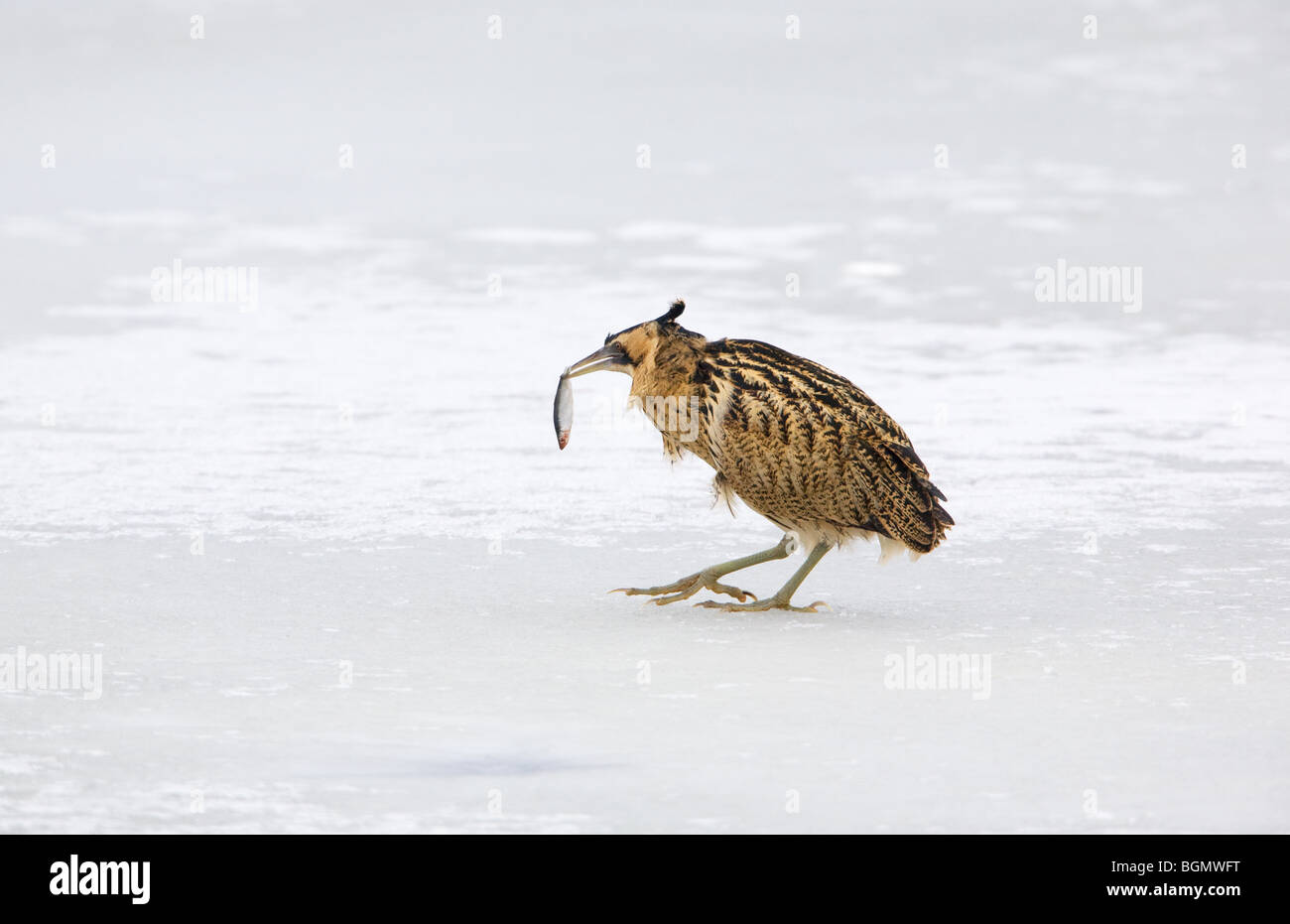 Piper fish hi-res stock photography and images - Alamy