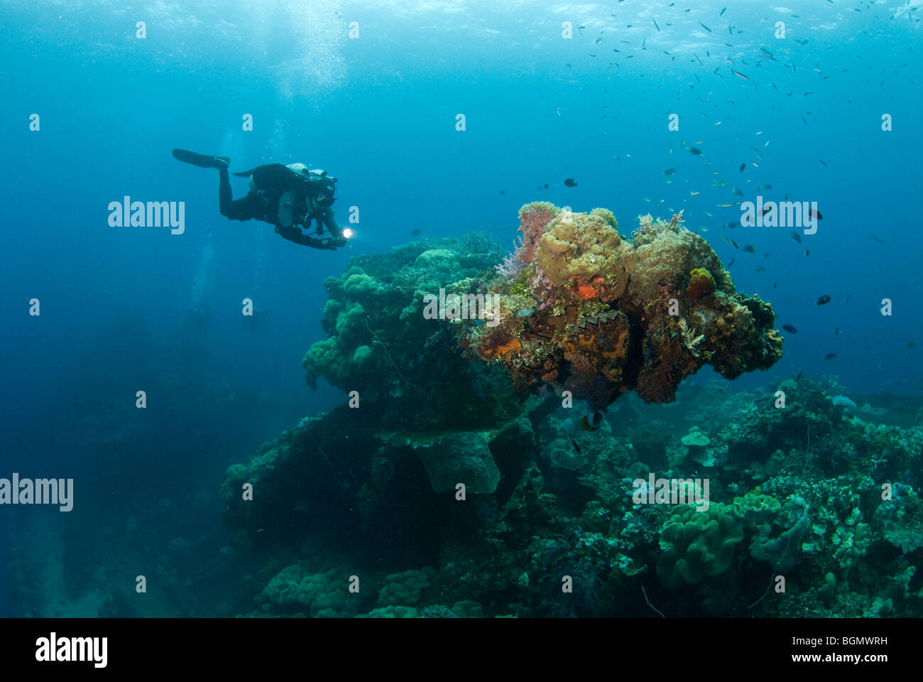 A scuba diver explores a coral encrusted deck gun on the Fujikawa Maru ...