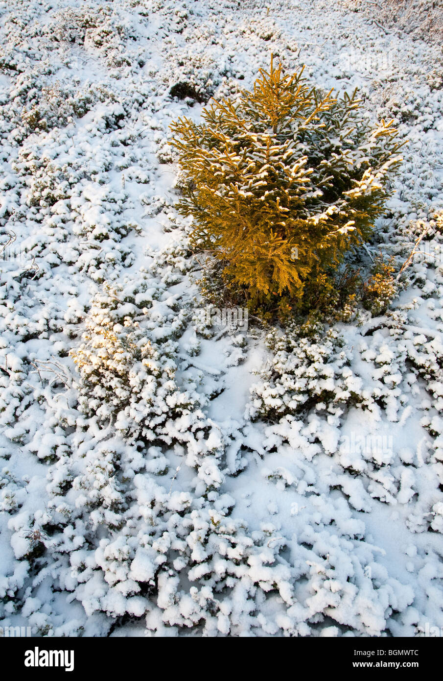 First snow covering the ground and a small spruce ( picea abies ...