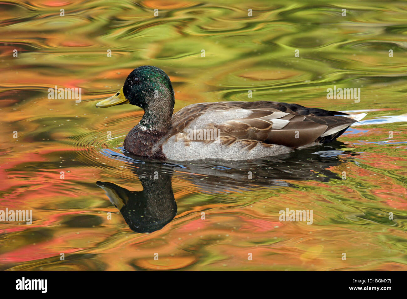 Mallard in pond Stock Photo - Alamy