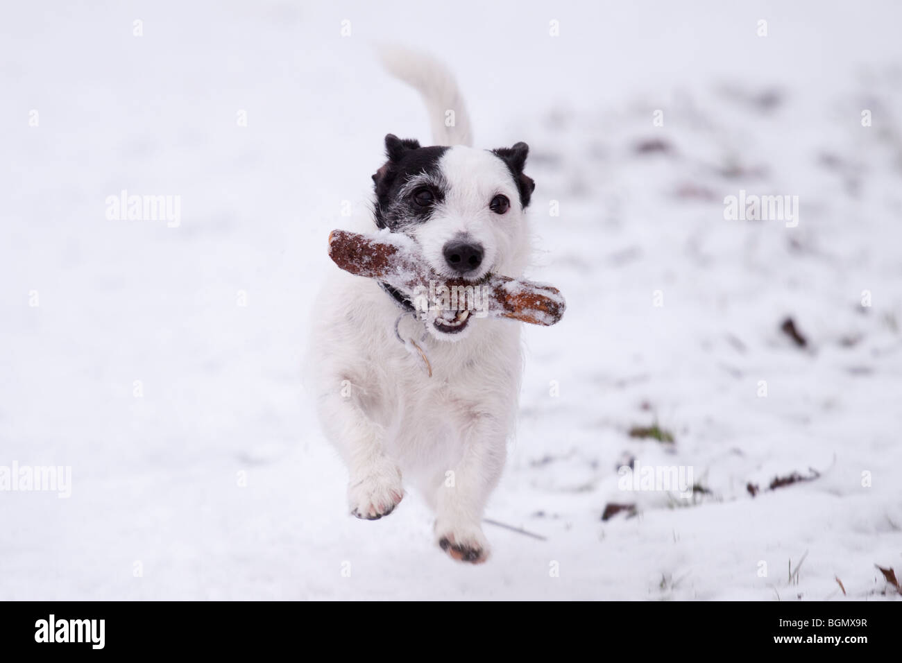 Jack russell snow hi-res stock photography and images - Alamy