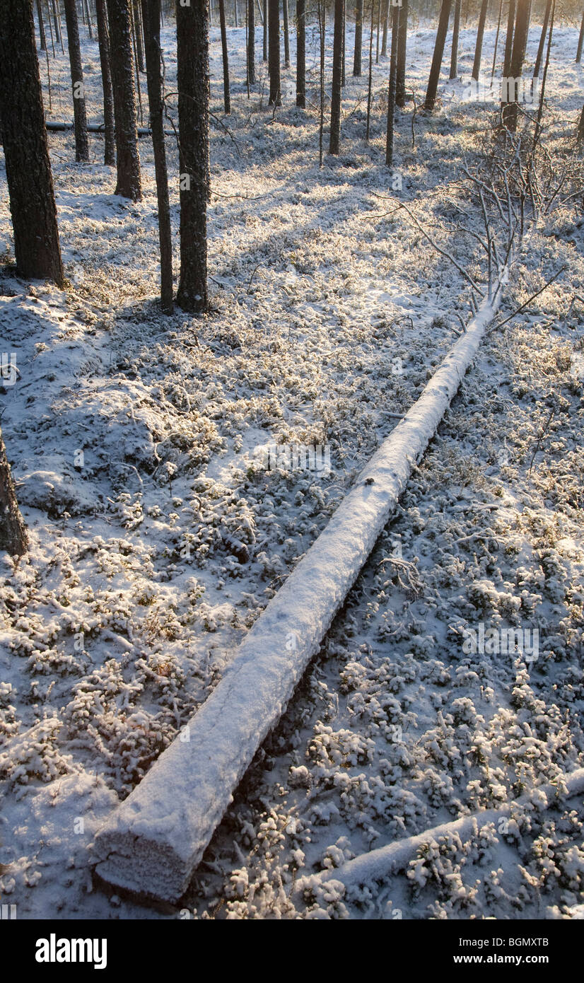 Snow covered fallen tree trunk in pine ( pinus sylvestris ) taiga ...