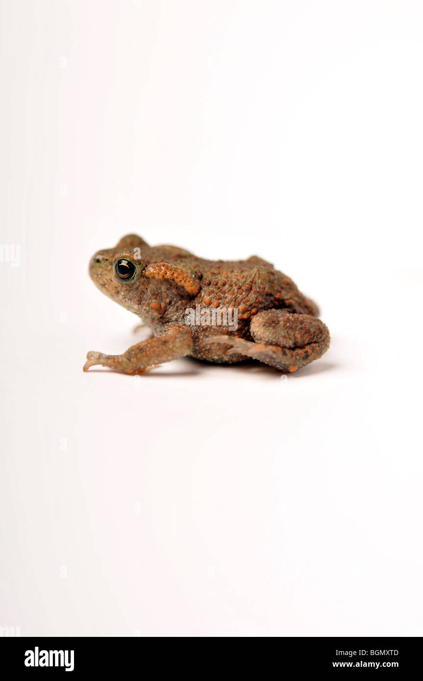 small baby toad on white background Stock Photo - Alamy