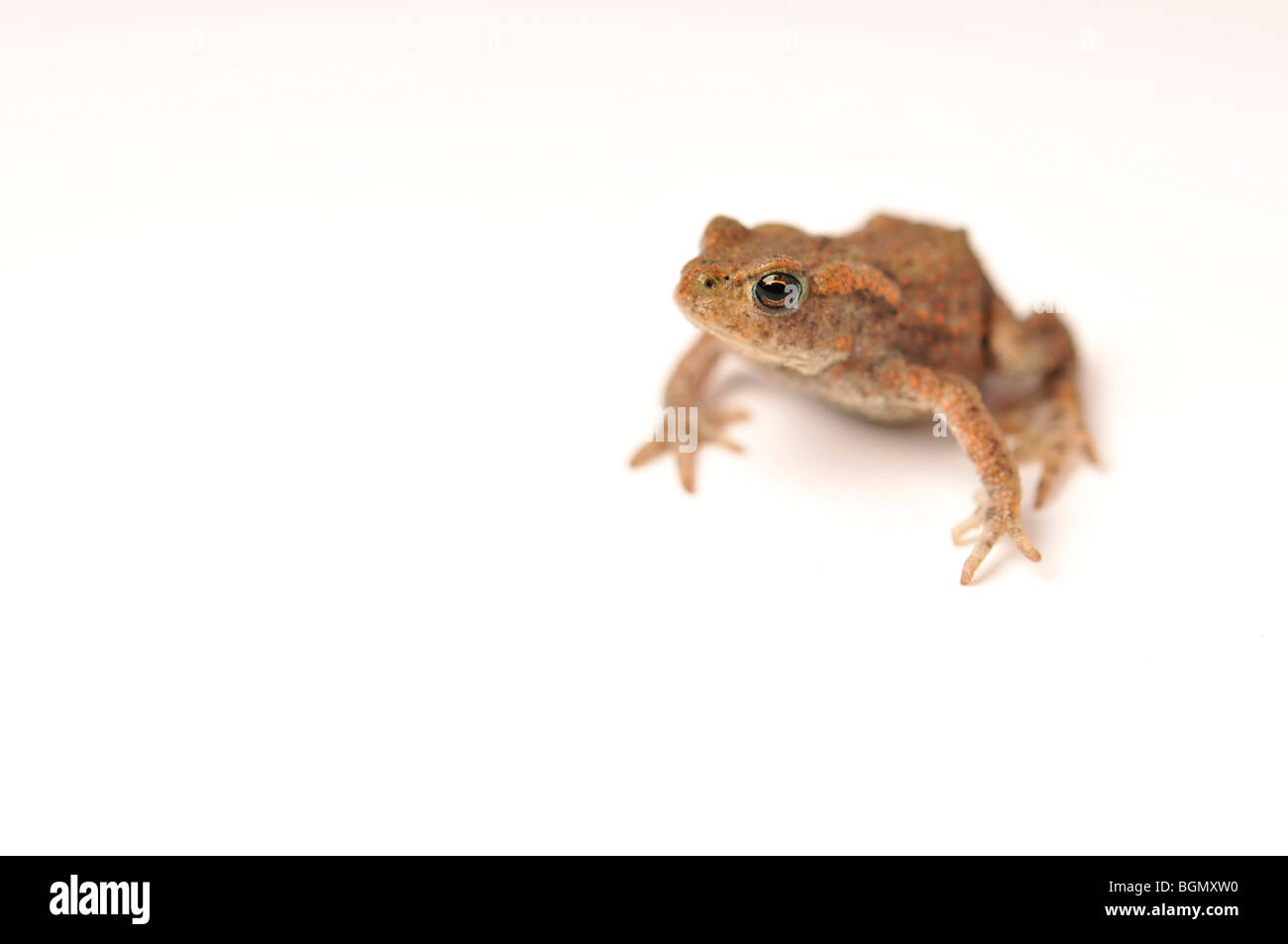 small baby toad on white background Stock Photo - Alamy
