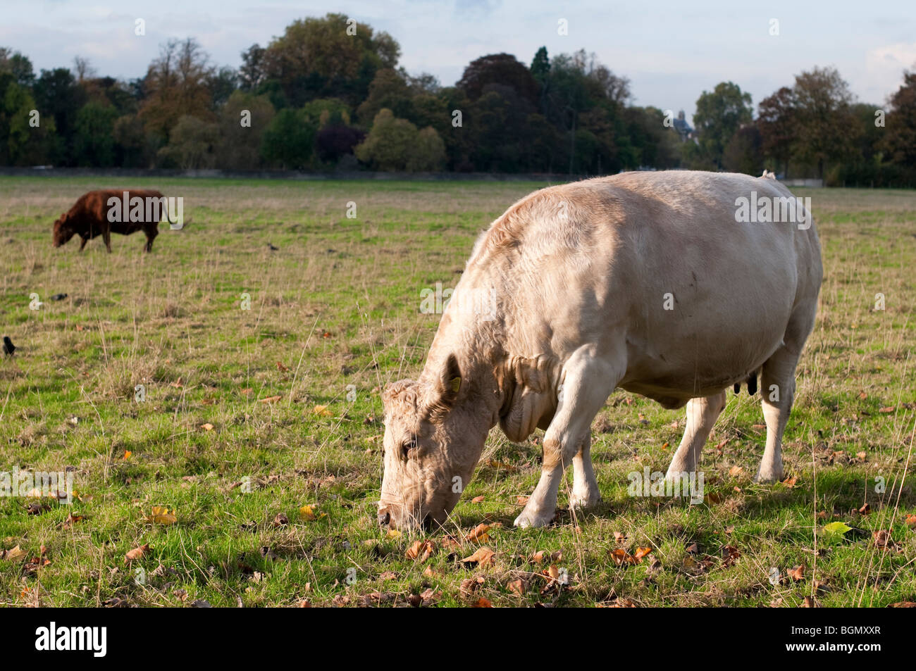 Free range cows hi-res stock photography and images - Alamy