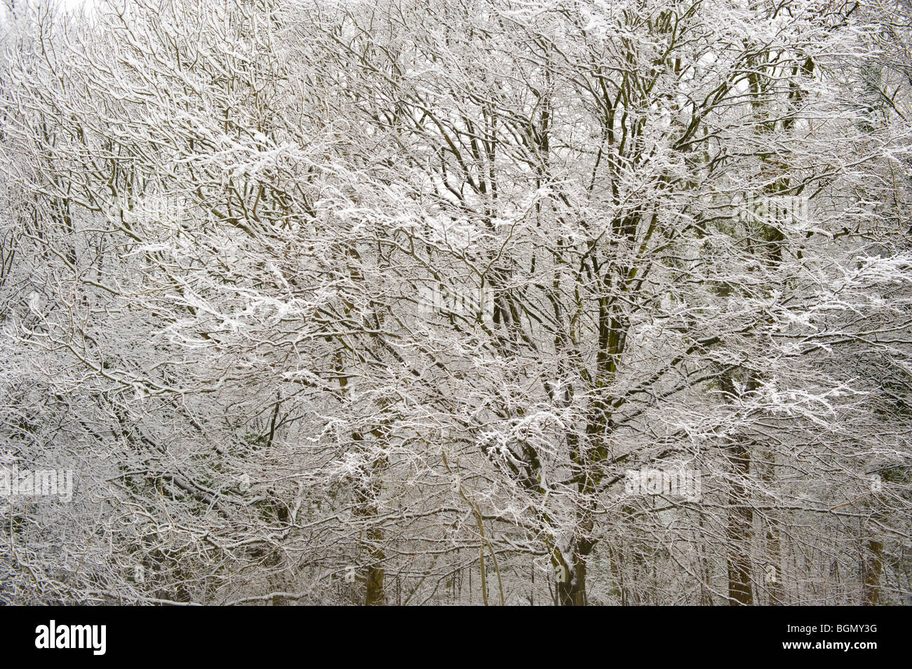 Trees covered in winter snow Stock Photo - Alamy