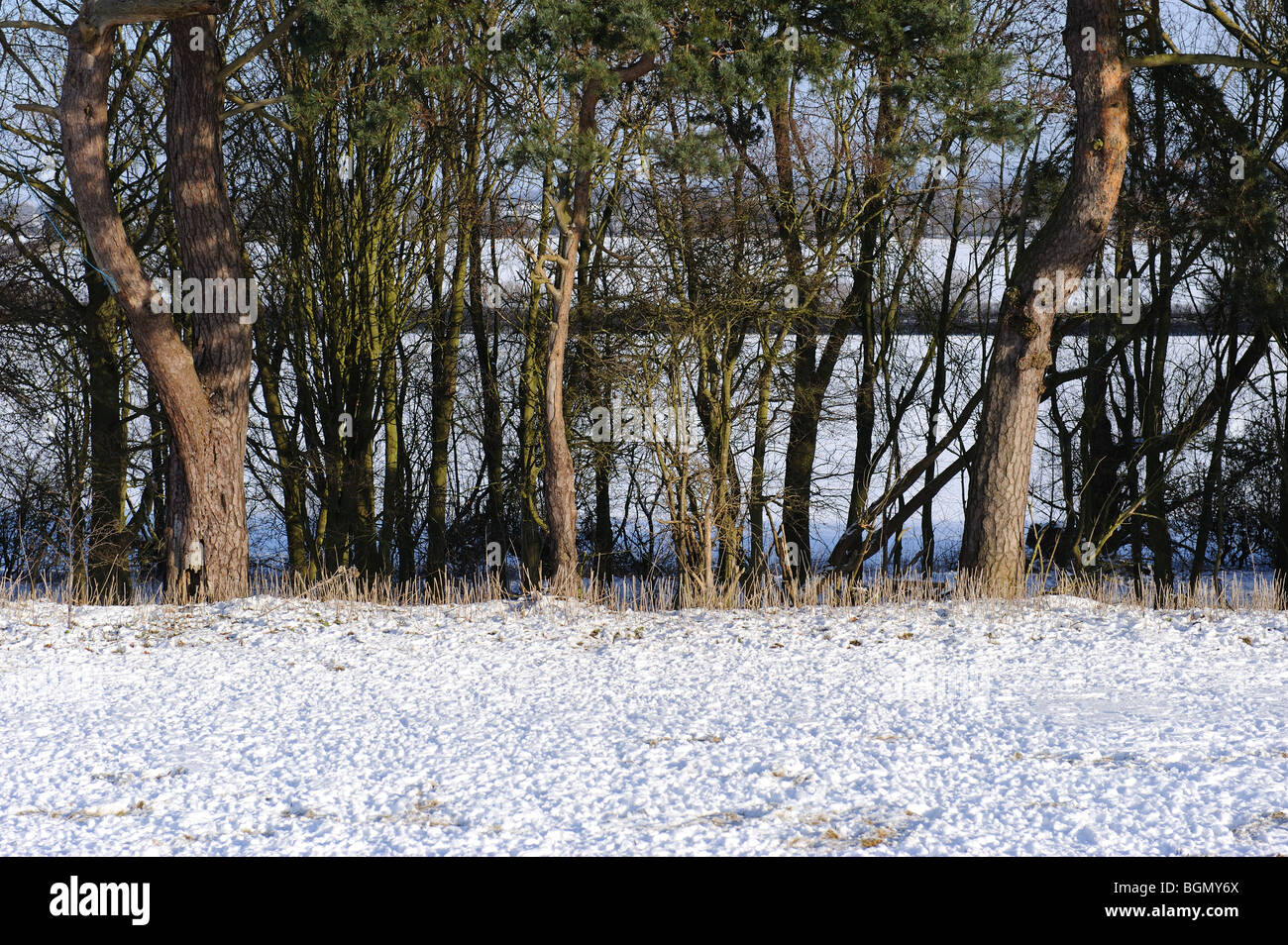 Snow landscape scenic field winter Christmas Stock Photo - Alamy
