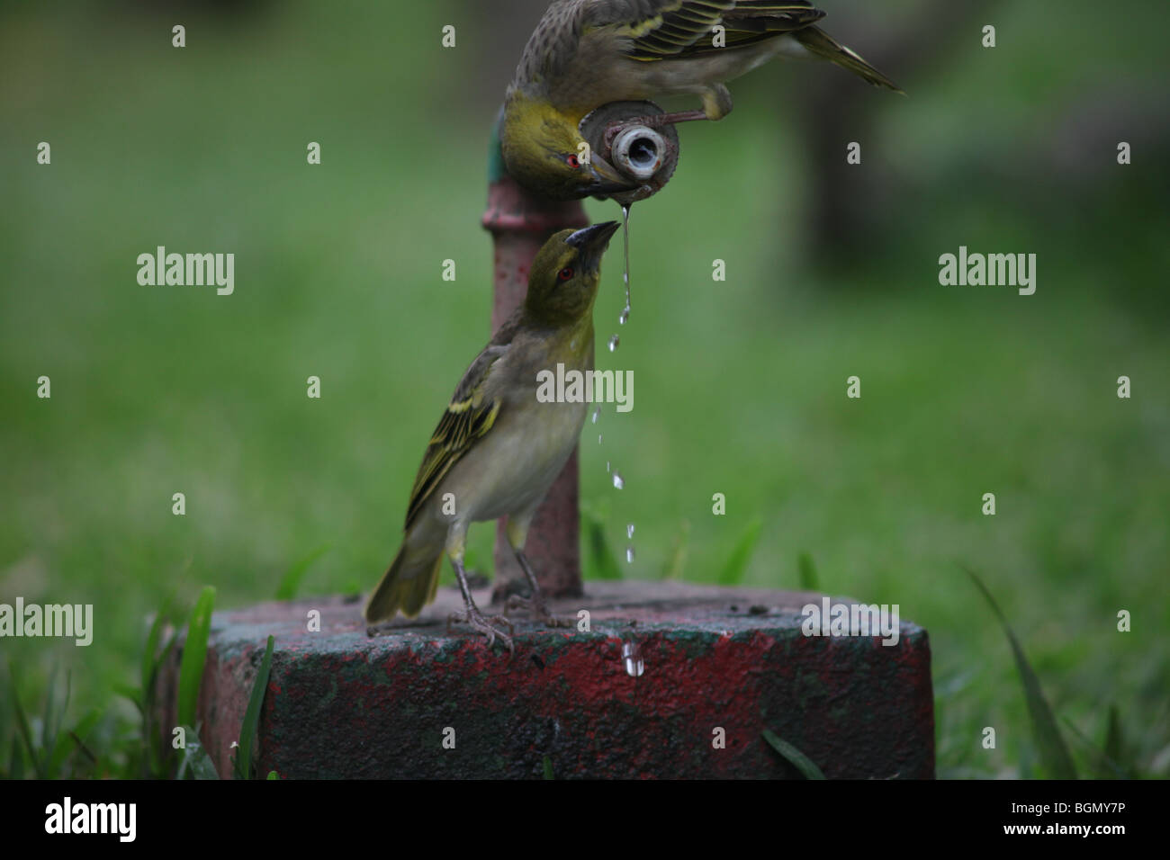 Birds drinking from a tap in Gambia Stock Photo - Alamy