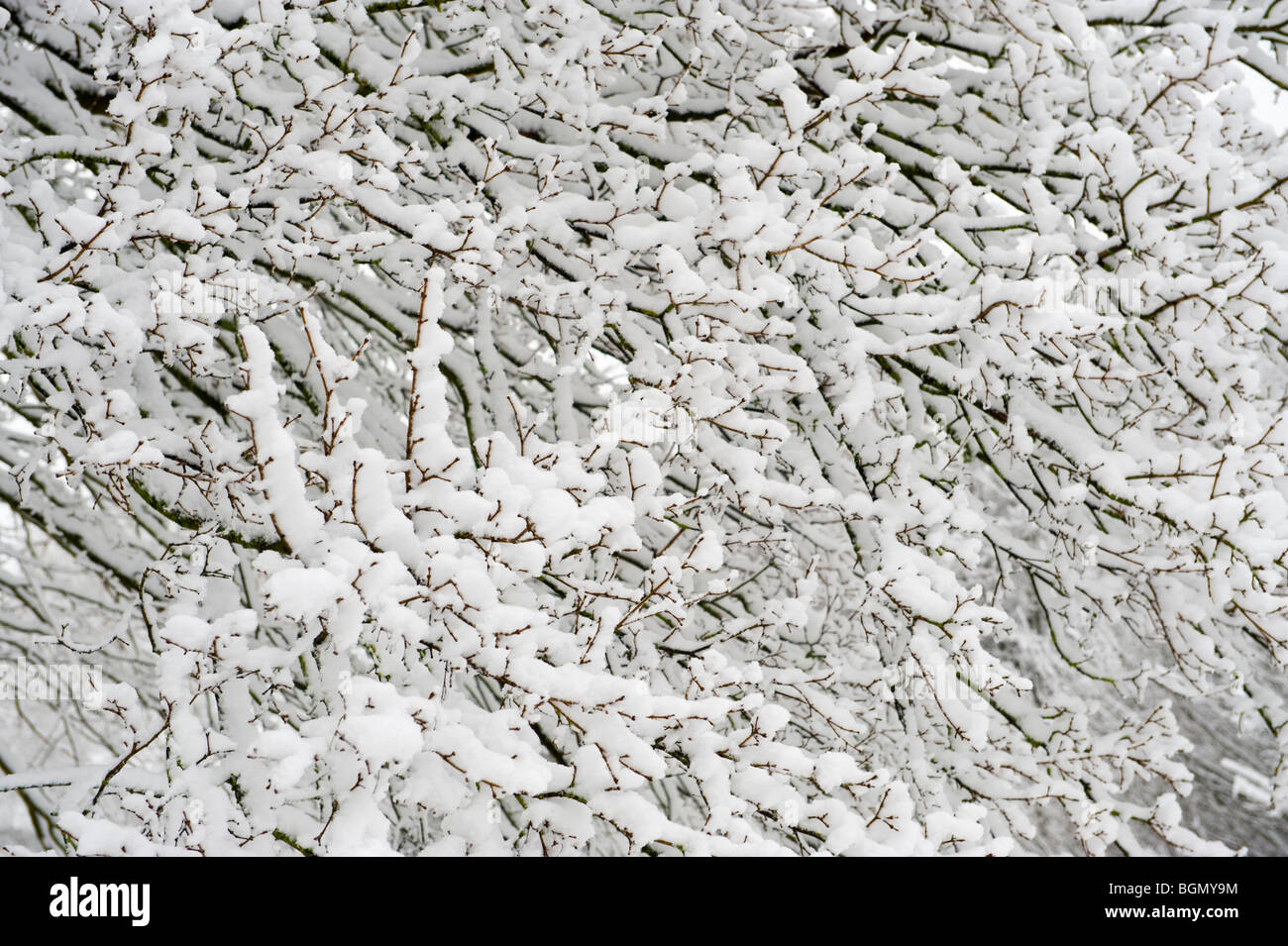 Trees covered in winter snow Stock Photo - Alamy