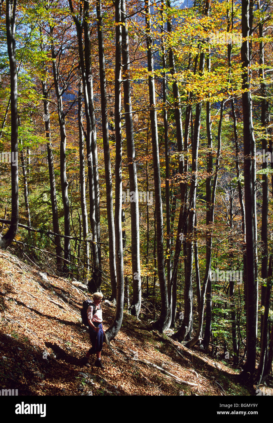 Female walker in the beech woods of Logarska Dolina, Stajerska ...