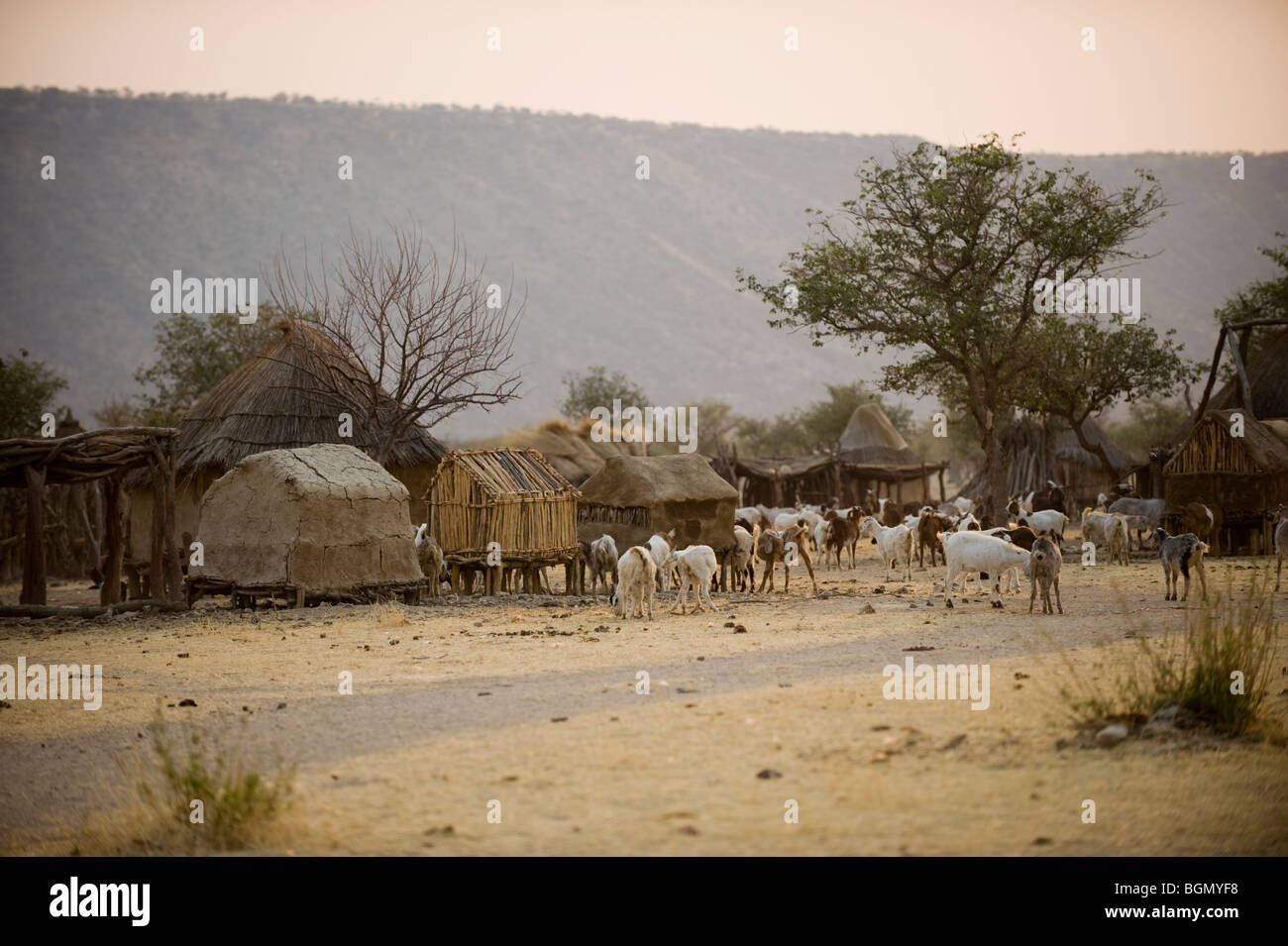 Goats in a himba village, Kaokoland, Namibia Stock Photo - Alamy