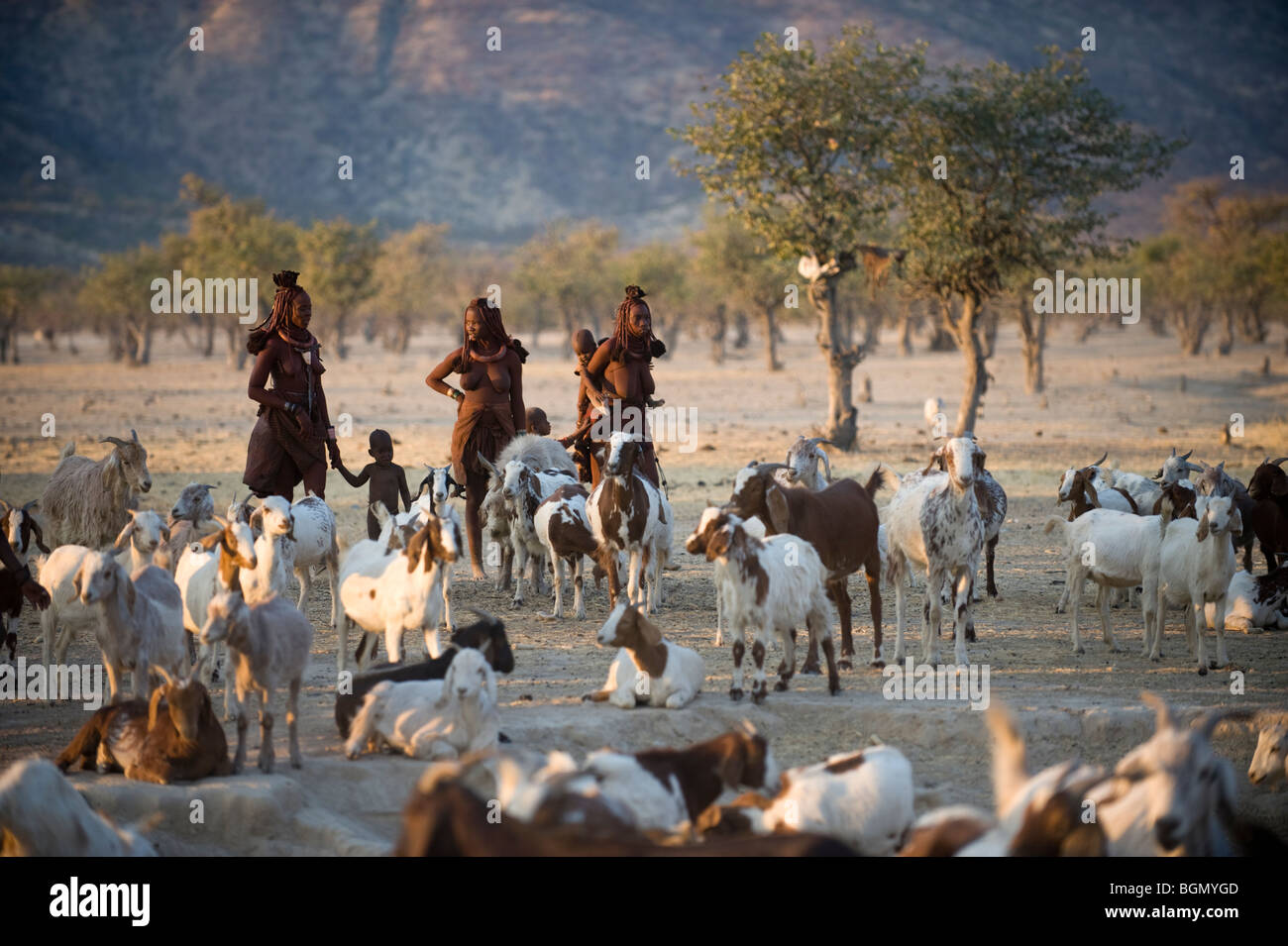 Himbas tending to their goats, kaokoland, Namibia Stock Photo - Alamy
