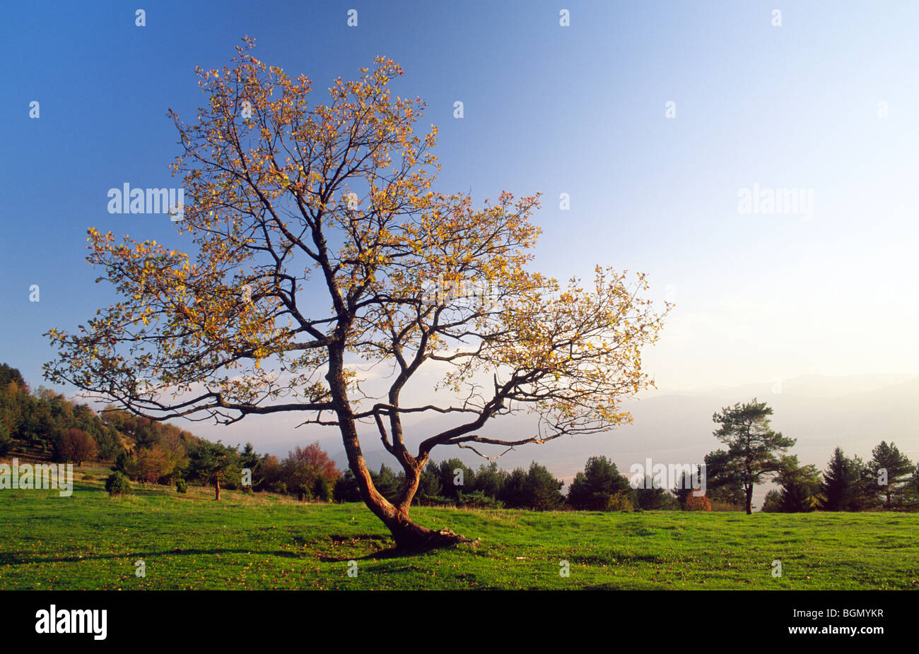 A tree on Veliki Slivnica hill, near Cerknica, Notranjska, Slovenia ...