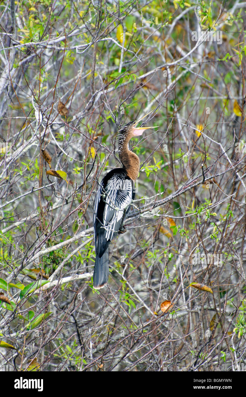 Anhinga (Anhinga anhinga), Everglades national park, Florida, USA Stock ...