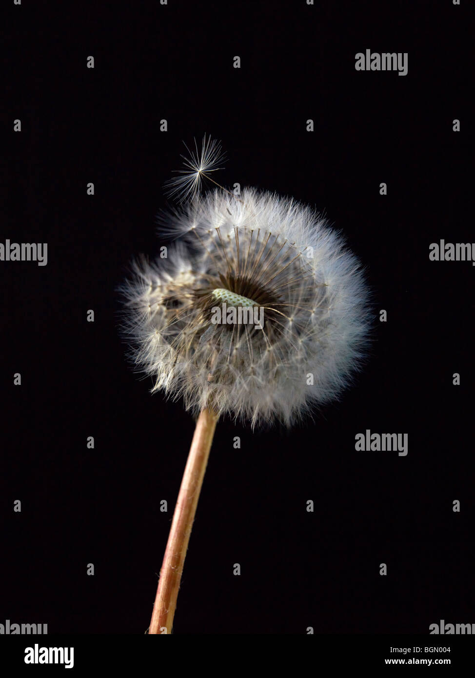 Dandelion tuft hi-res stock photography and images - Alamy