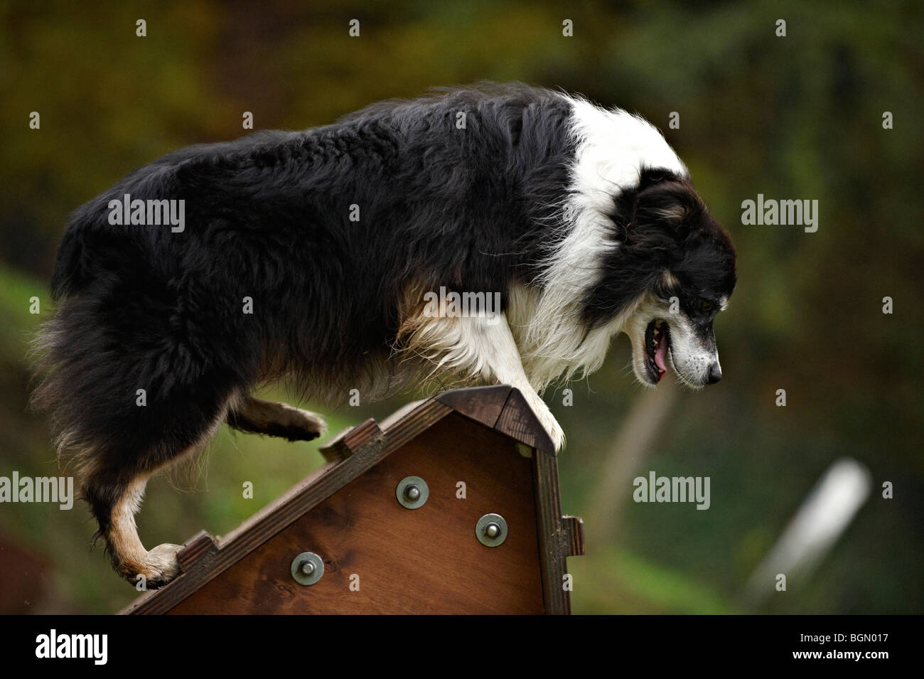 Dog training hi-res stock photography and images - Alamy