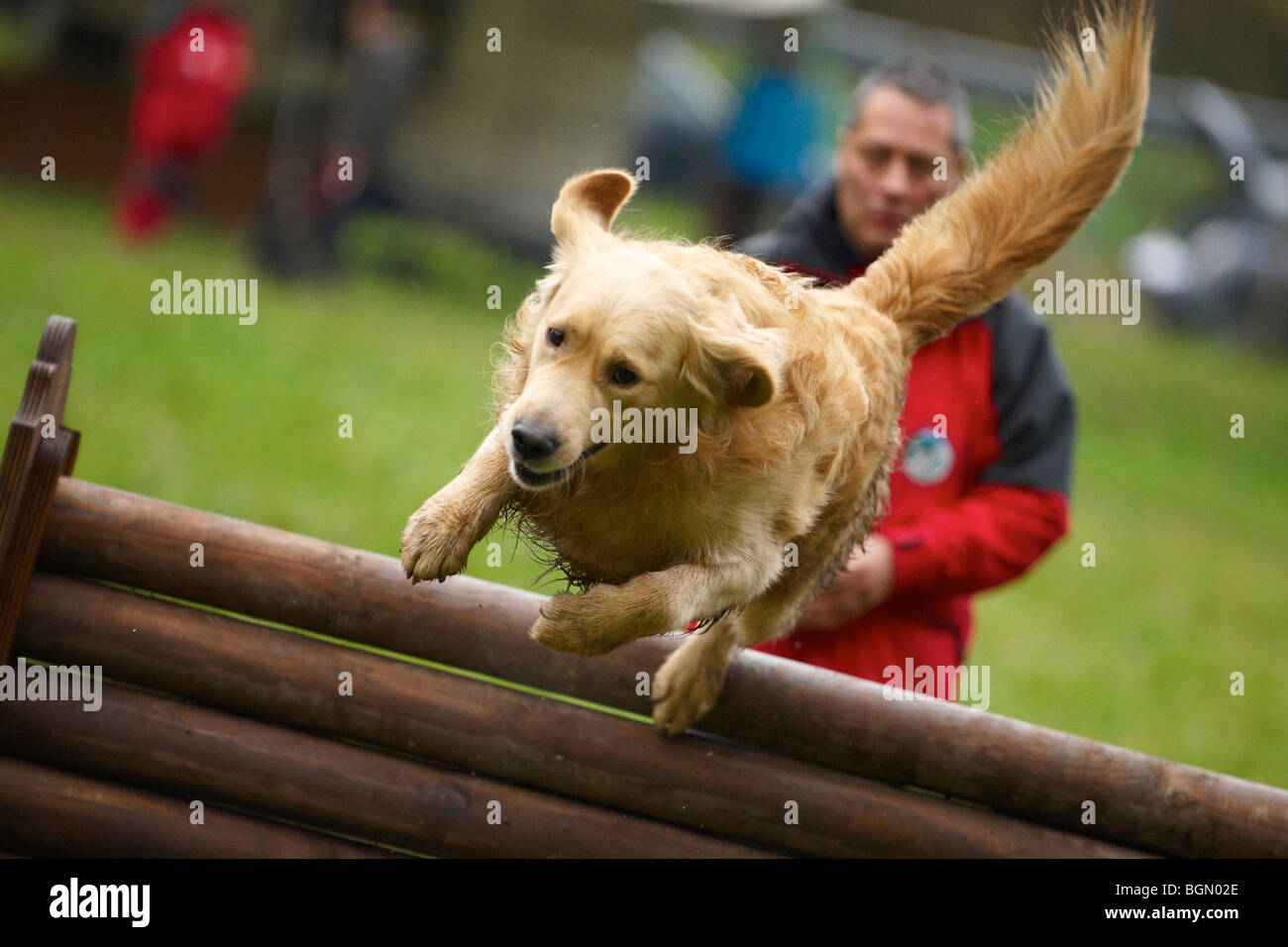 Dog training hi-res stock photography and images - Alamy