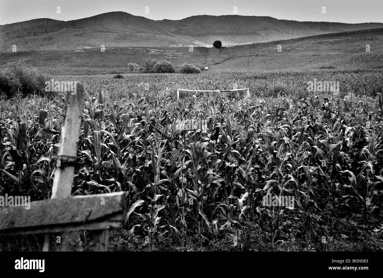 Football corn field crop harvest funny strange goal ball hi-res stock ...