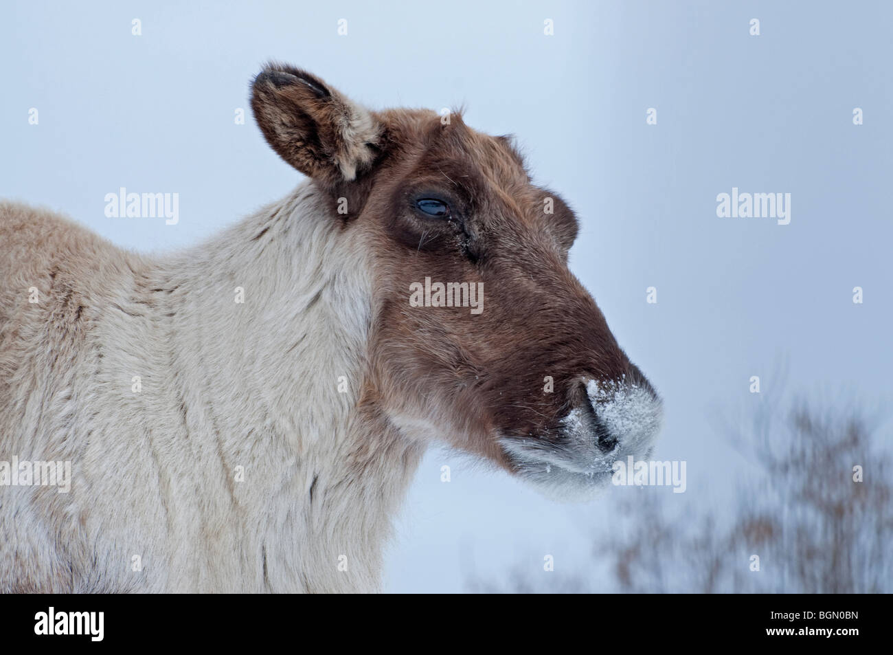 Close up of caribou hi-res stock photography and images - Alamy