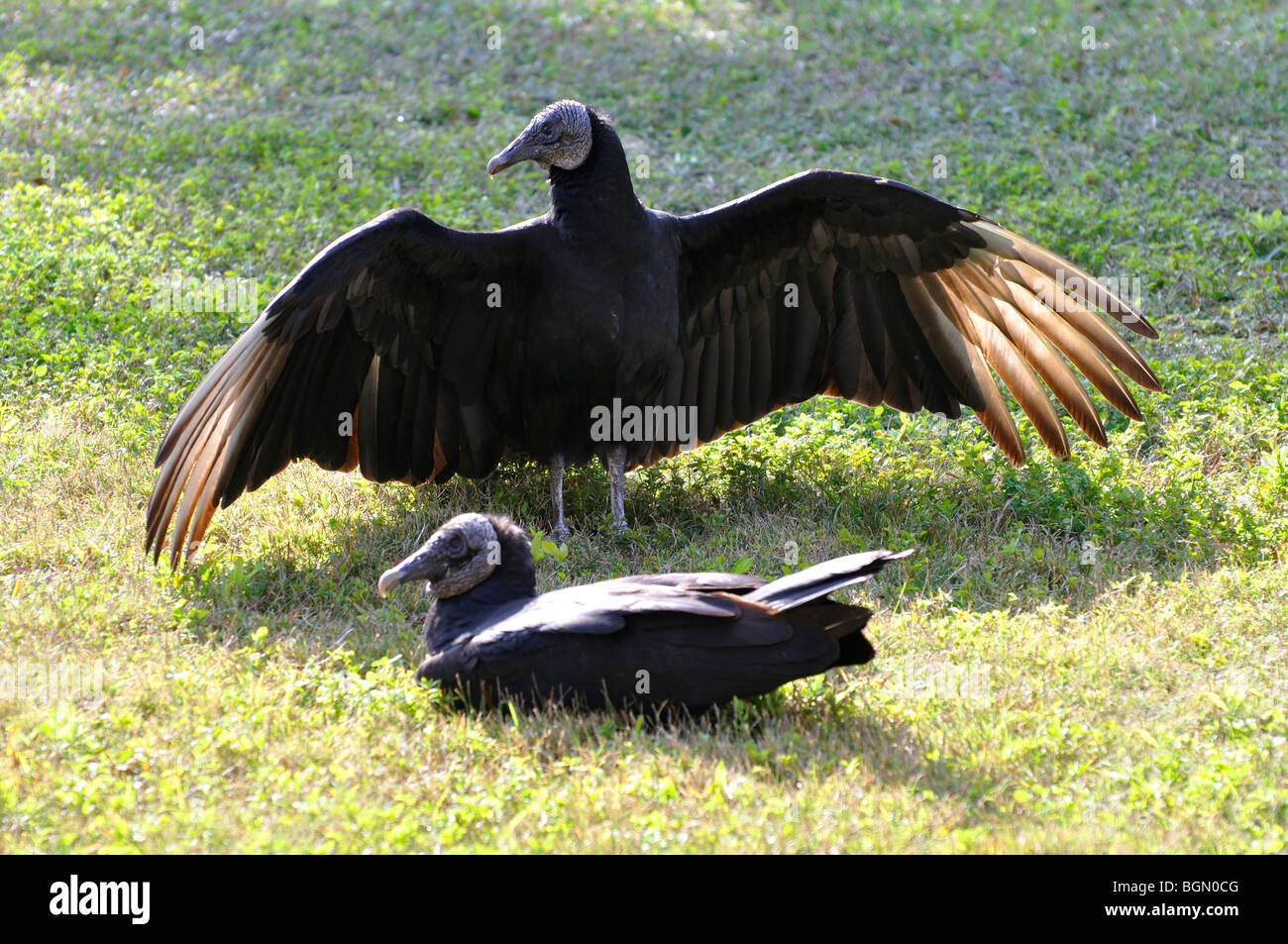 Black vultures at Everglades national park, Florida, USA Stock Photo ...
