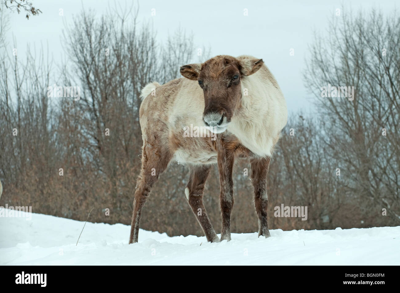 A Woodland Caribou in winter Stock Photo - Alamy